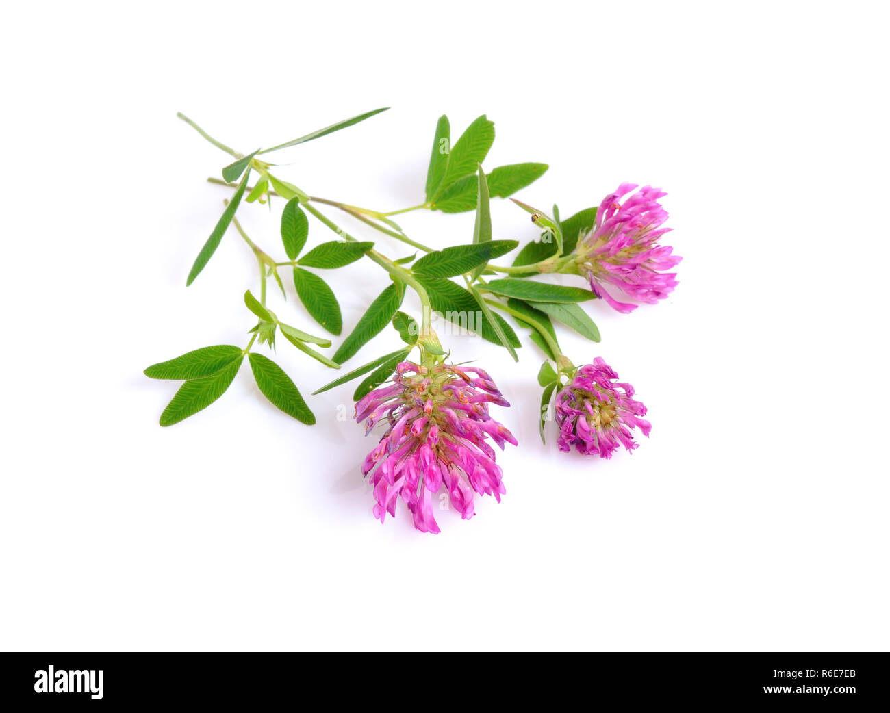 Clover or trefoil are common names for plants of the genus Trifolium ...