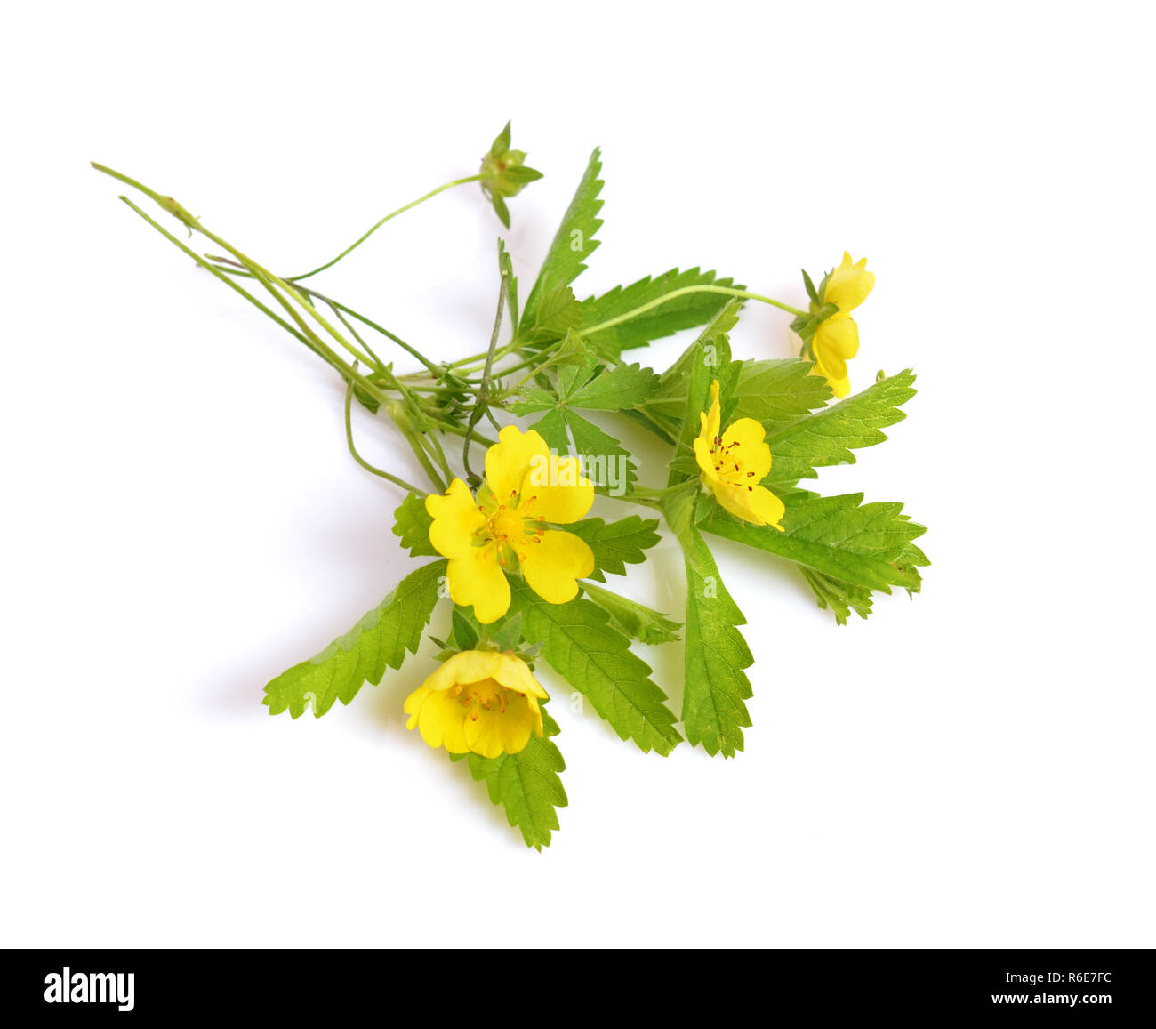 Potentilla reptans, known as the creeping cinquefoil, European ...