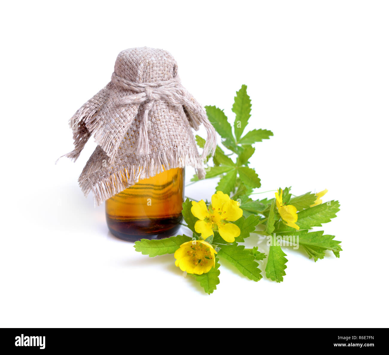 Cinquefoil shape hi-res stock photography and images - Alamy