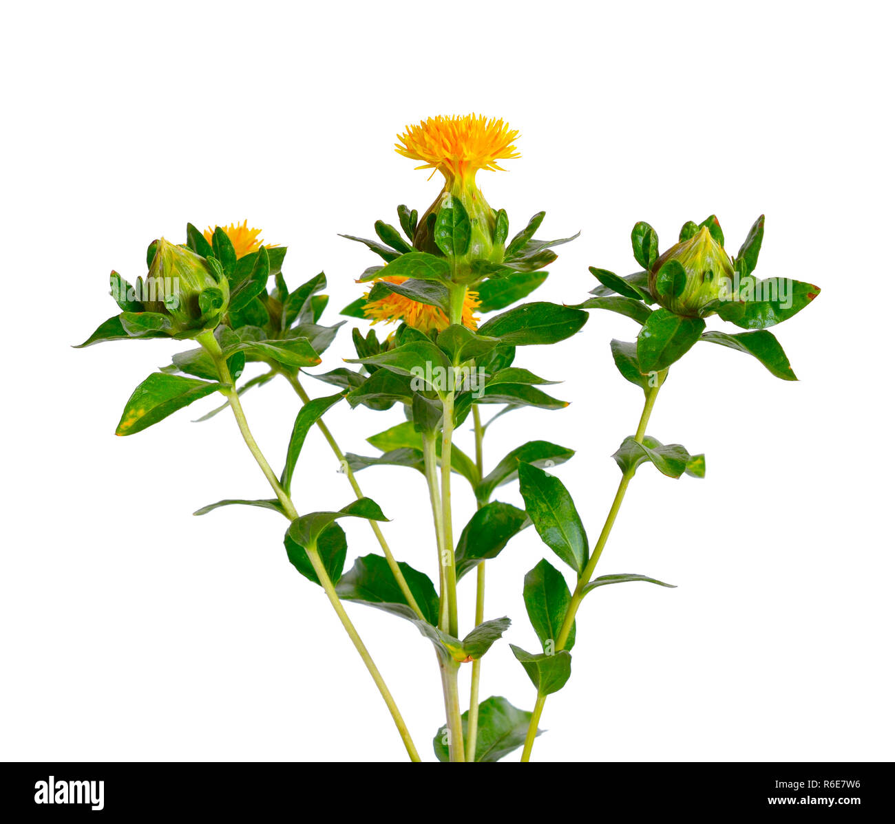 Safflower's flower. Isolated on white background Stock Photo - Alamy