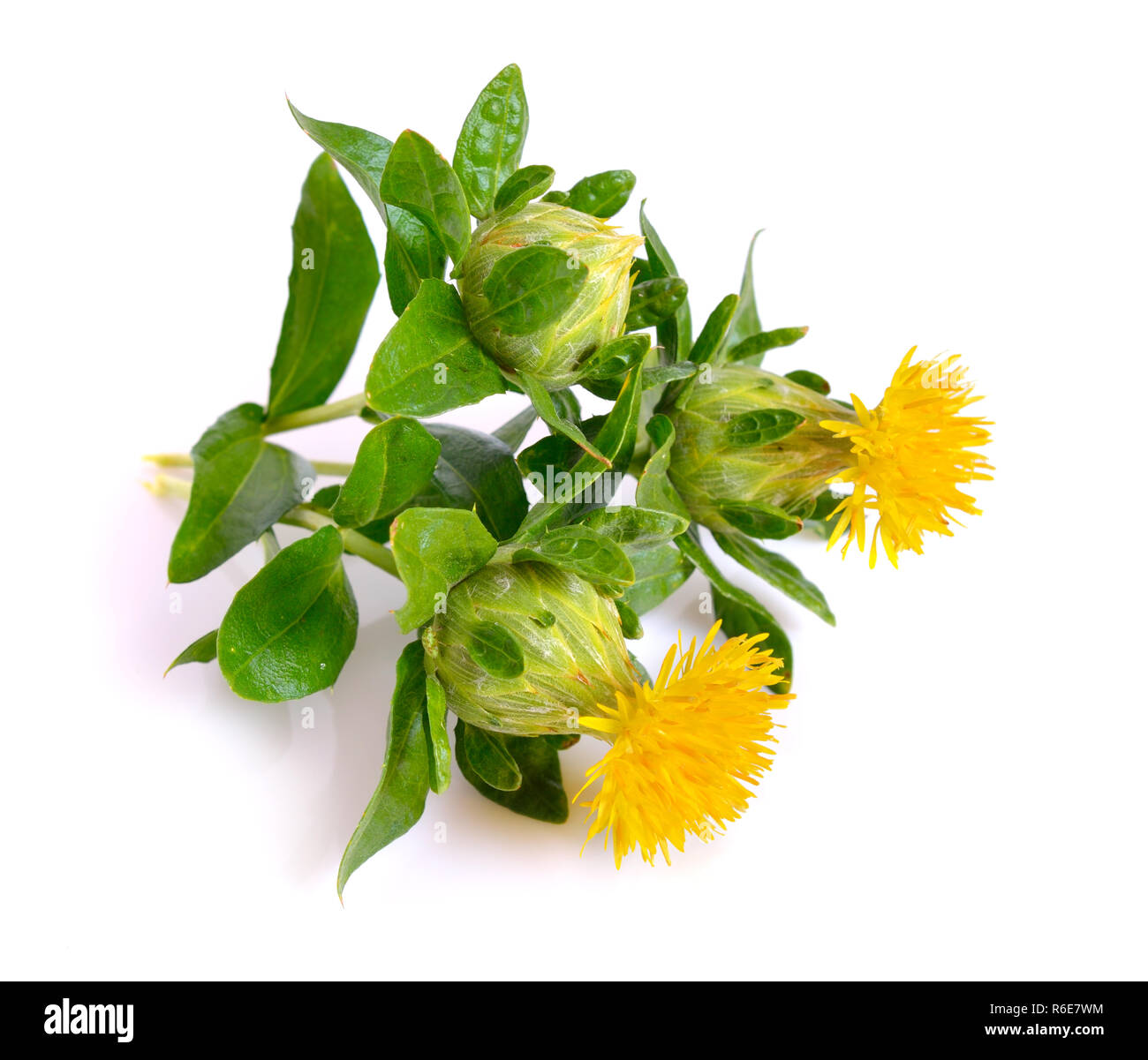Safflower's flower. Isolated on white background Stock Photo - Alamy