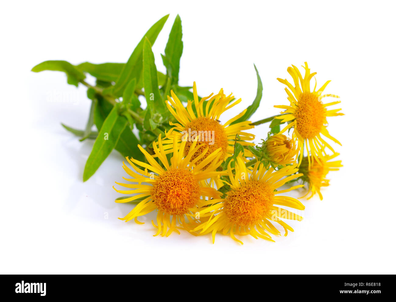 Inula isolated on white background Stock Photo - Alamy
