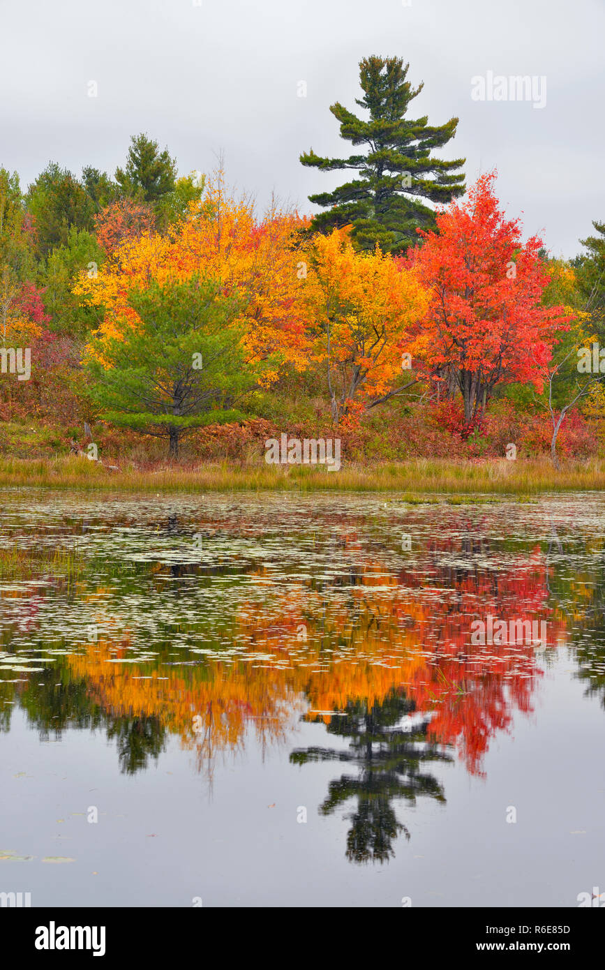 Autumn colour reflected in a beaver pond, Magnetawan, Ontario, Canada ...