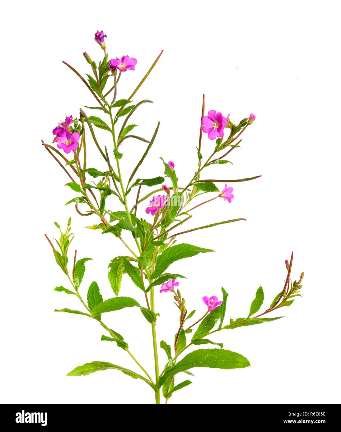 Codlins And Cream High Resolution Stock Photography and Images - Alamy