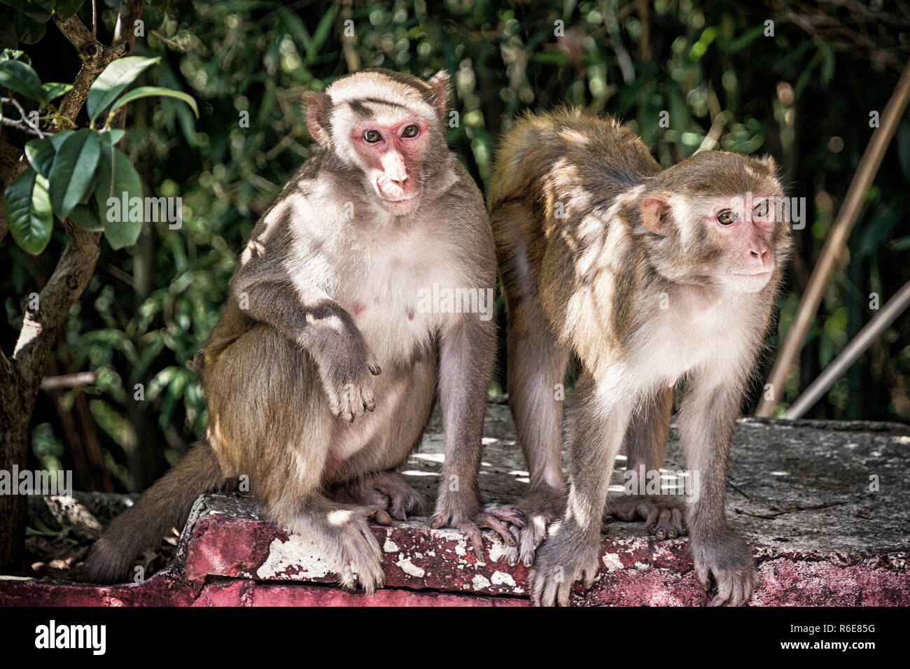 Family Of Rhesus Monkeys Stock Photo - Alamy