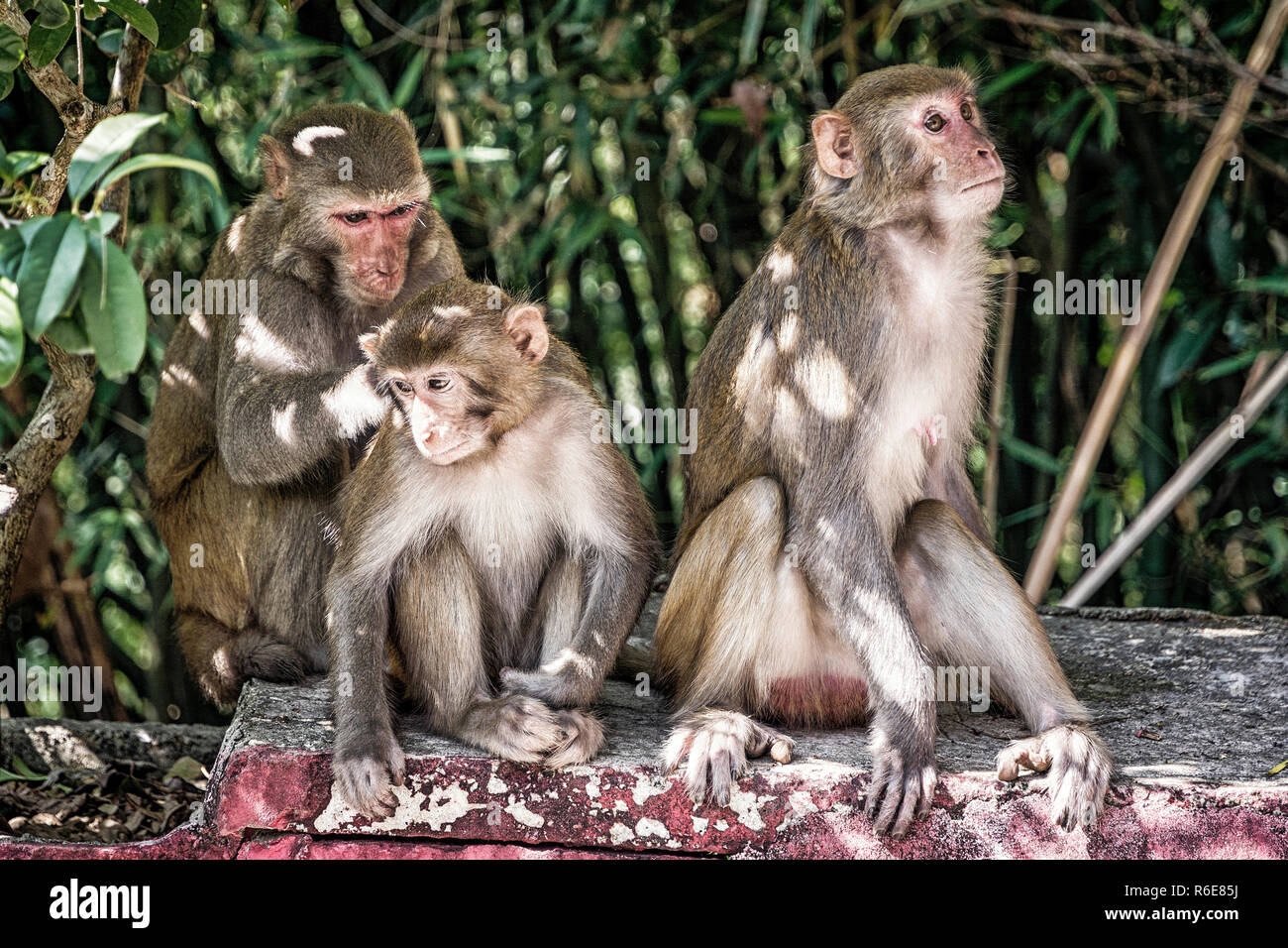 Old continent monkeys hi-res stock photography and images - Alamy
