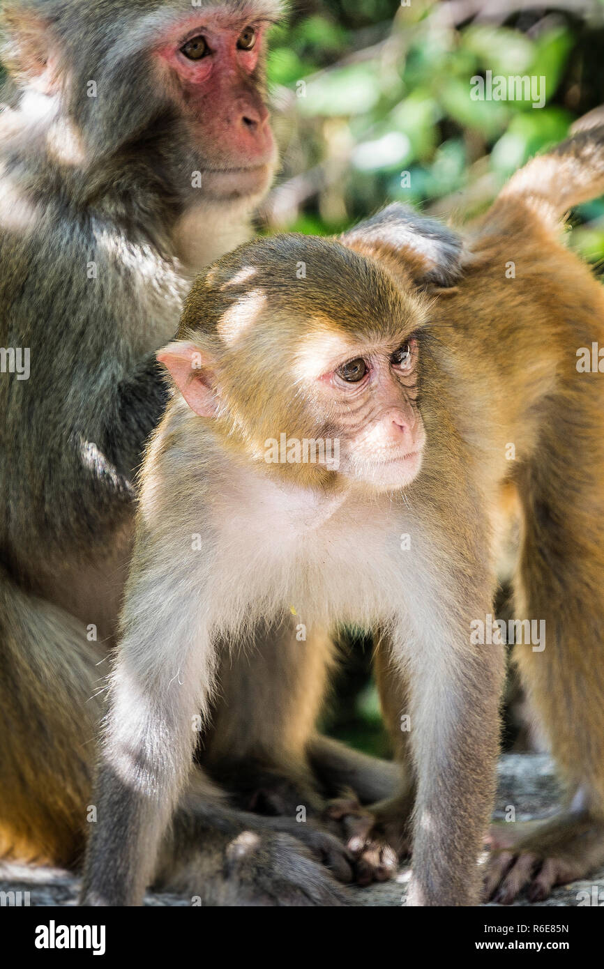 Family Of Rhesus Monkeys Stock Photo - Alamy