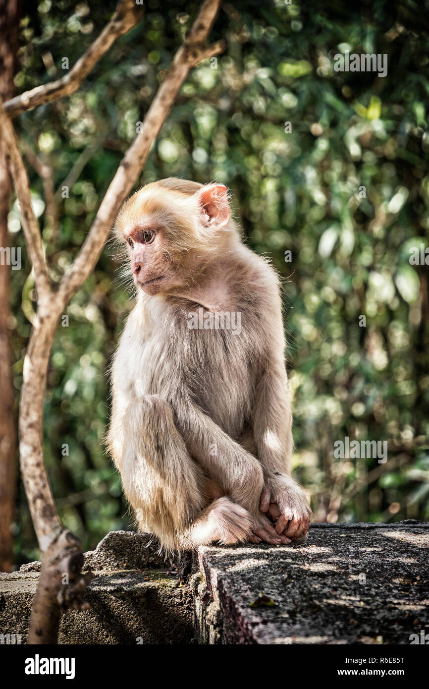 Old continent monkeys hi-res stock photography and images - Alamy