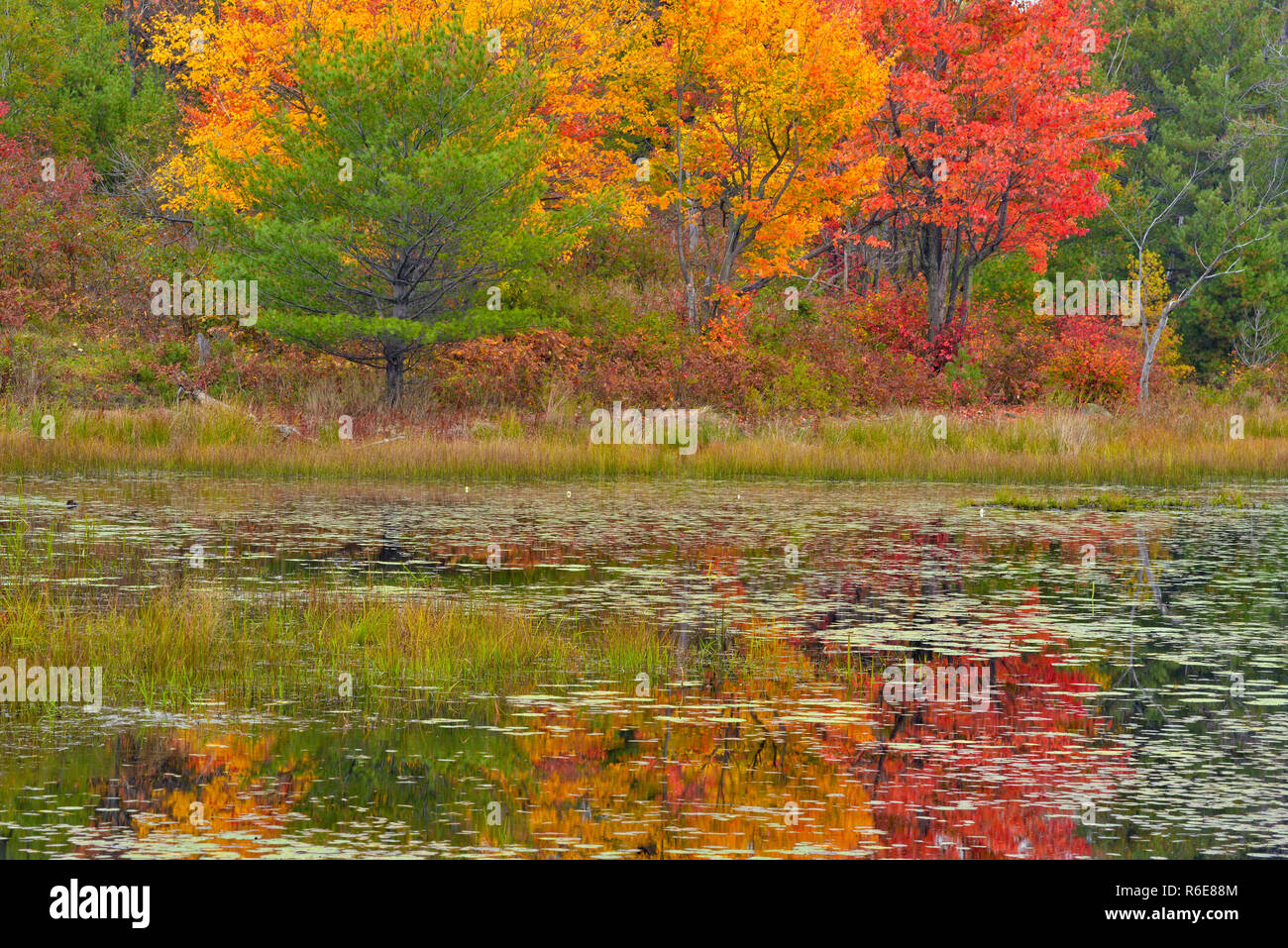 Magnetawan hi-res stock photography and images - Alamy