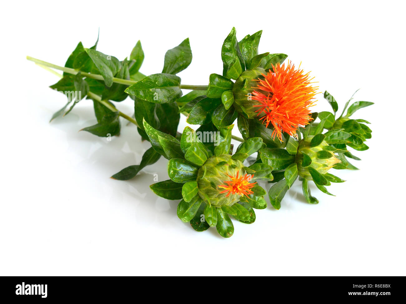 Safflower plant. Isolated on white background Stock Photo - Alamy