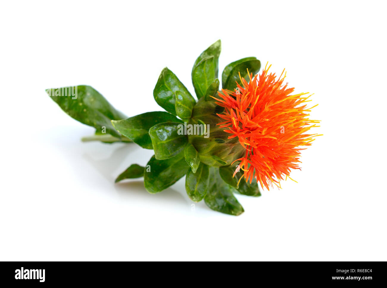 Safflower plant. Isolated on white background Stock Photo - Alamy
