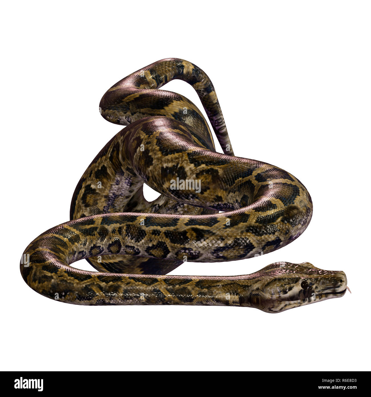 3D Rendering Burmese Python on White Stock Photo - Alamy