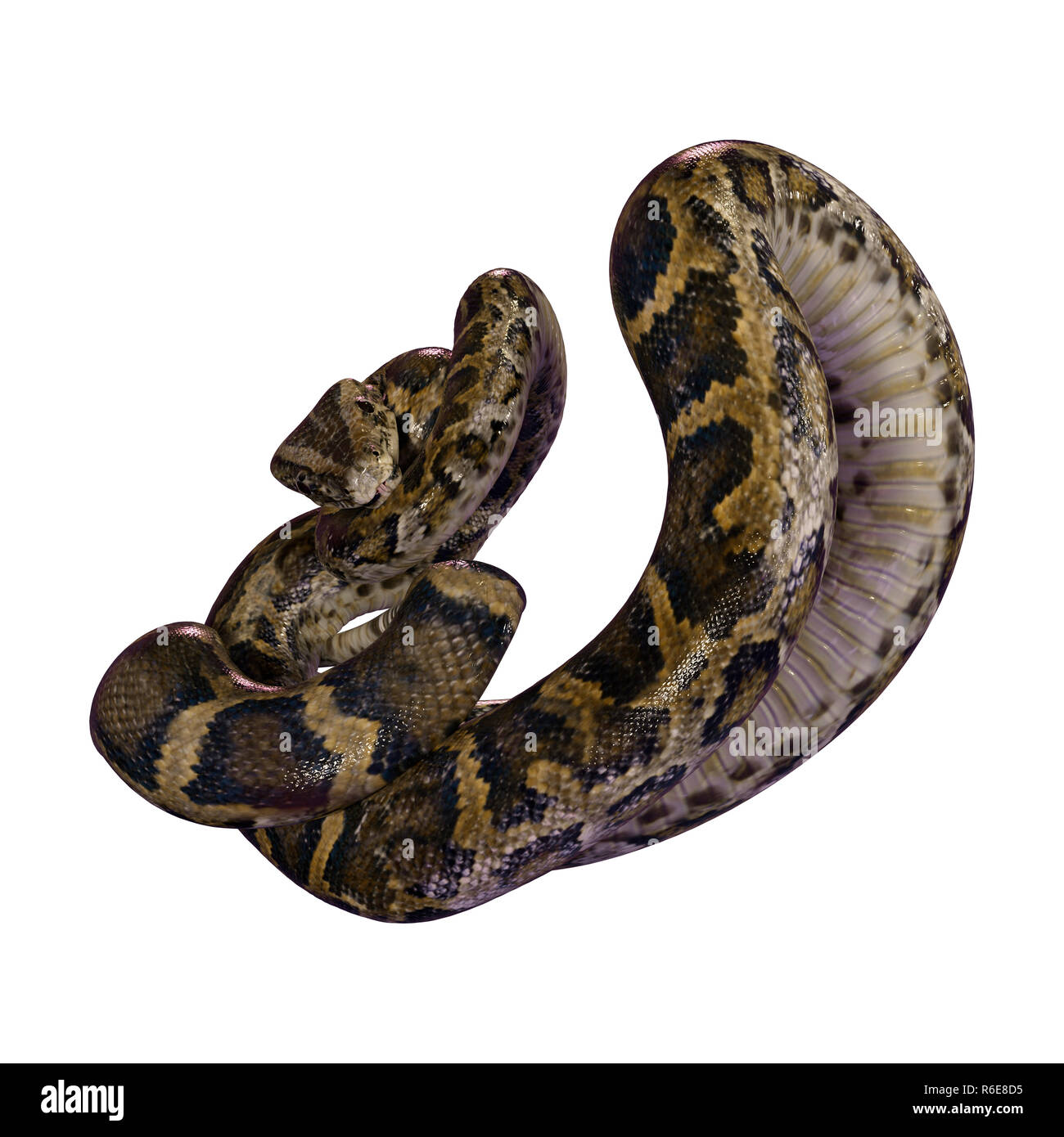 3D Rendering Burmese Python on White Stock Photo - Alamy