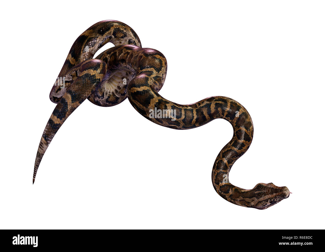 3D Rendering Burmese Python on White Stock Photo - Alamy