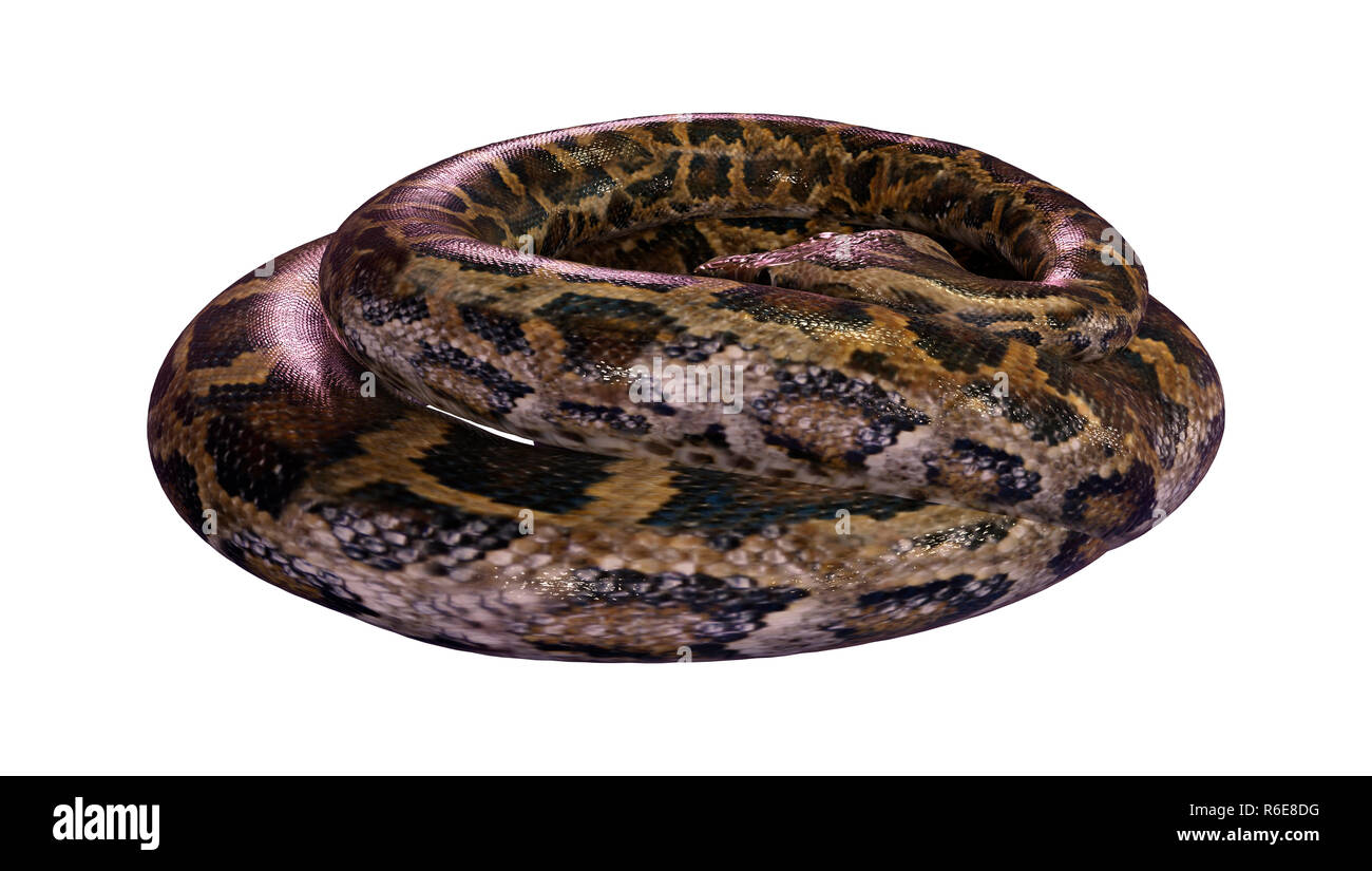 3D Rendering Burmese Python on White Stock Photo - Alamy