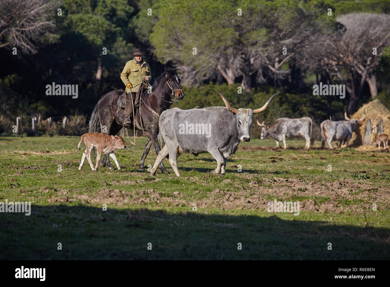 Cattle ranching in Maremma, breeding maremmana cow. Italian farmer is ...