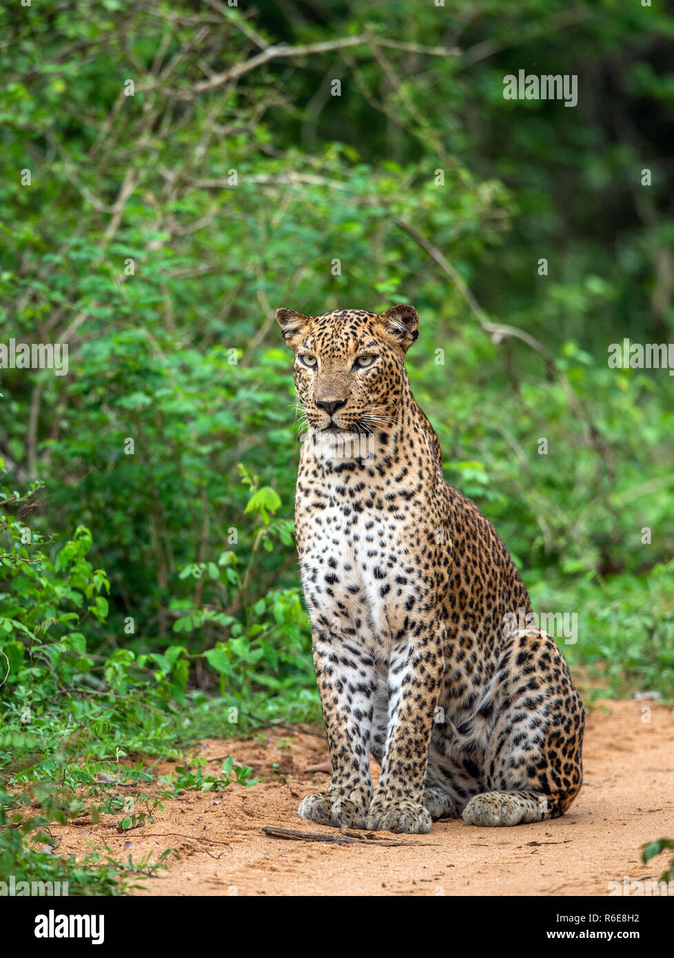 Leopard seating on a sandy road. The Sri Lankan leopard (Panthera ...