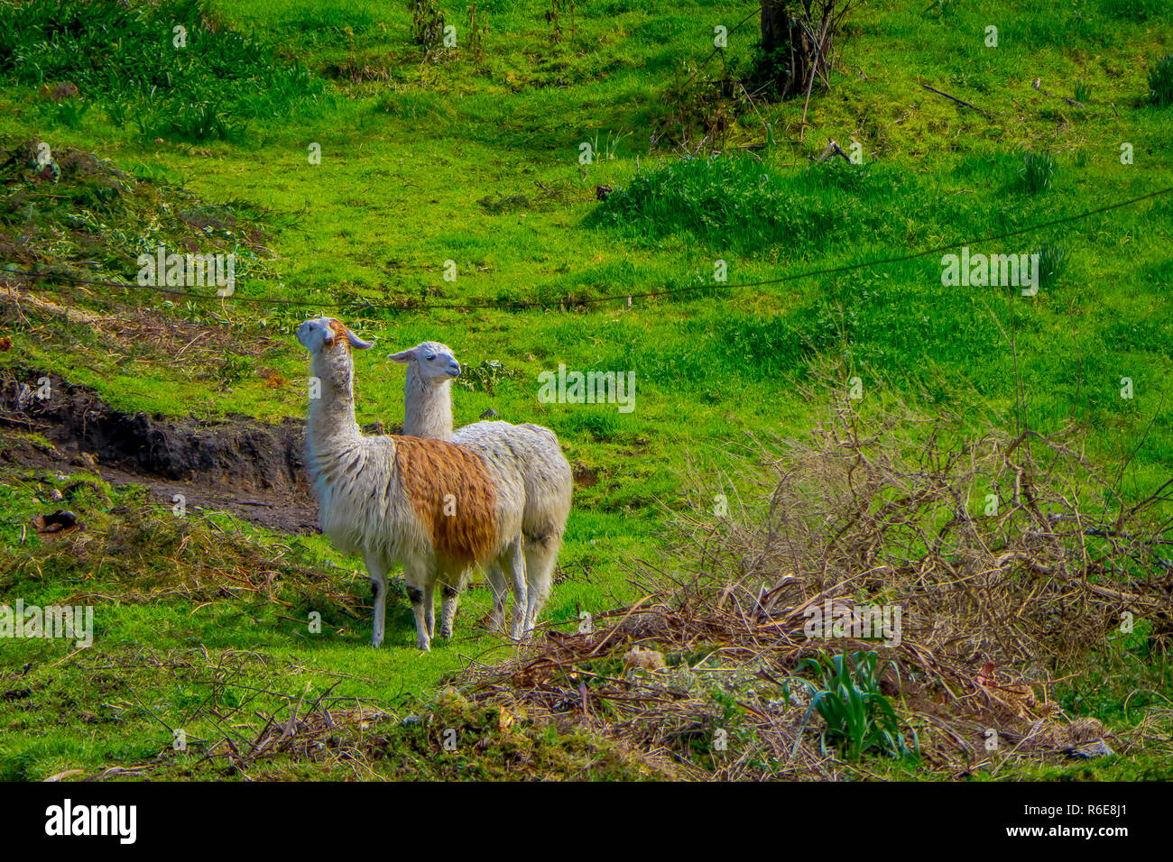 Gorgeous andean llamas eating the grassland in Chiloe, Chile Stock ...