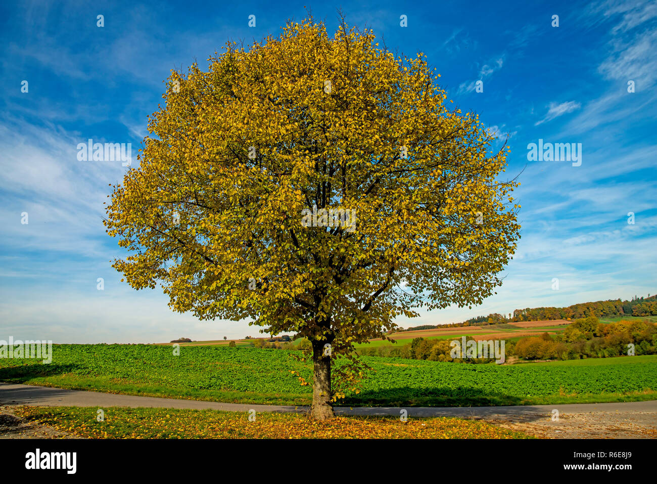 Lime-Tree In Autumn Stock Photo - Alamy