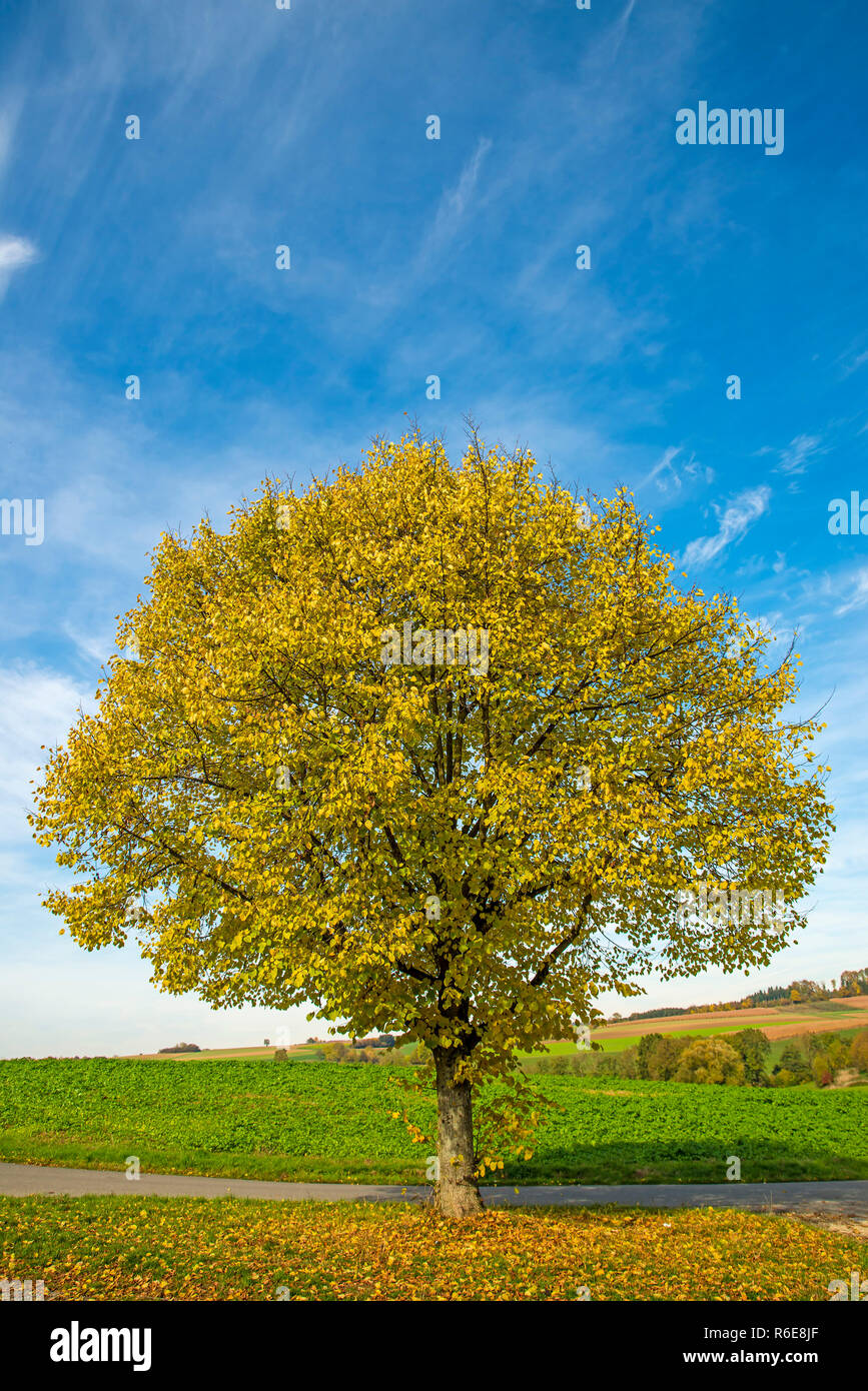 Lime-Tree In Autumn Stock Photo - Alamy