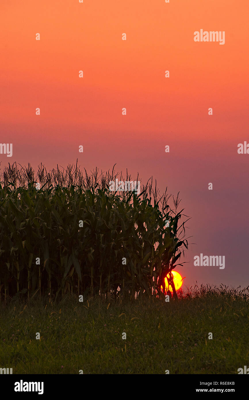 Sunrise corn field hi-res stock photography and images - Alamy