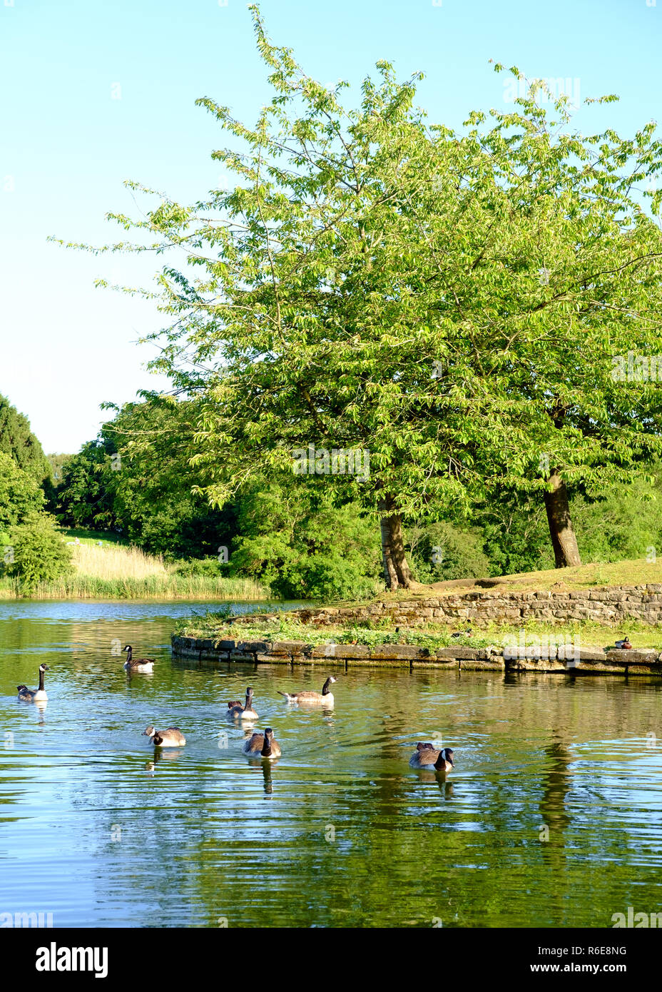 This a lake in Coate Water Park in Swindon, UK Stock Photo - Alamy