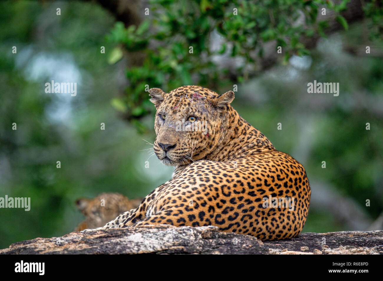 Old Leopard male with scars on the face lies on the rock. The Sri ...