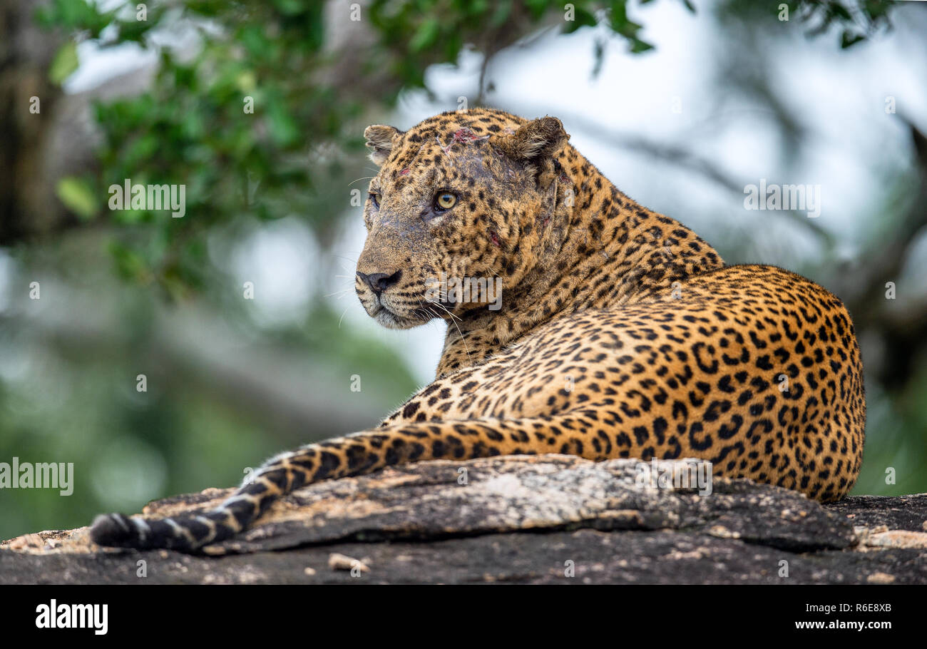 Old Leopard male with scars on the face lies on the rock. The Sri ...