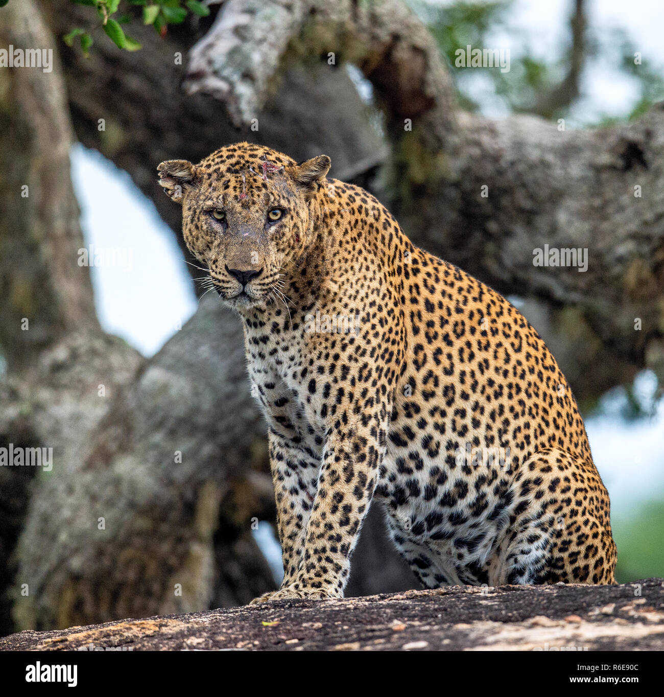 Old Leopard male with scars on the face lies on the rock. The Sri ...
