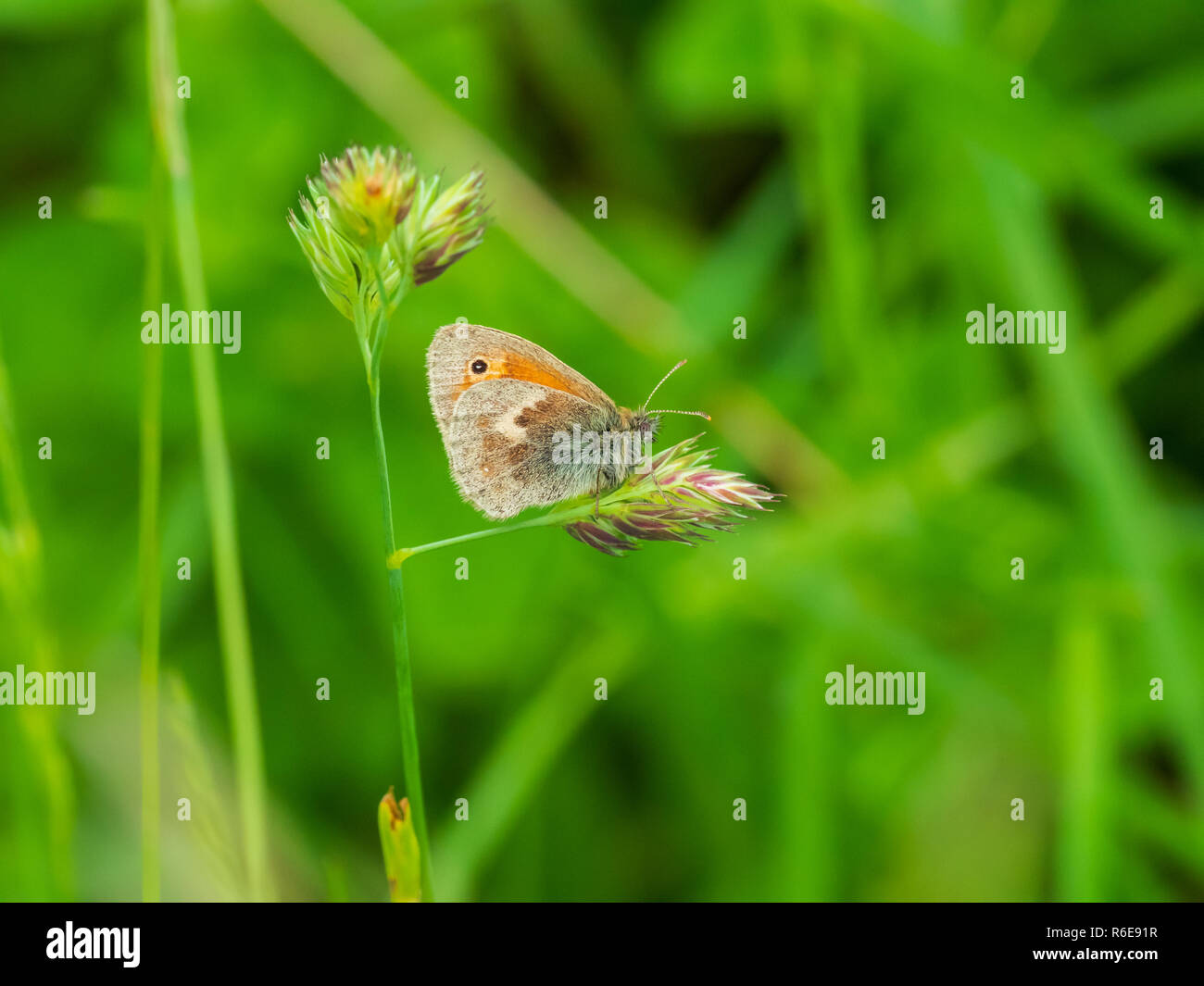 Small heath butterfly (Coenonympha pamphilus) perched on grass Stock ...