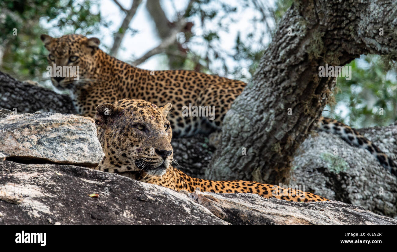 Leopards on a rock. The Female and male of Sri Lankan leopard (Panthera ...