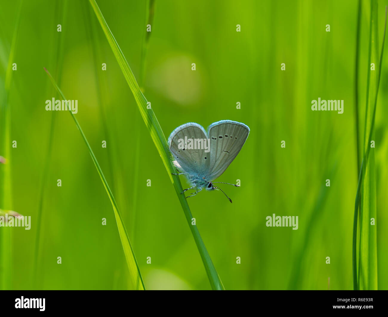 Small blue butterfly ( Cupido minimus ) on a grass stem Stock Photo - Alamy