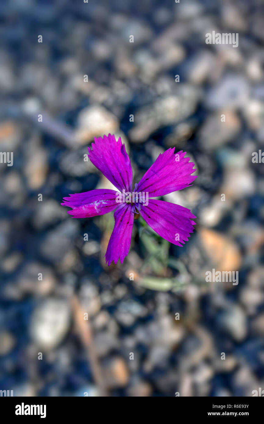 Carnation map hi-res stock photography and images - Alamy