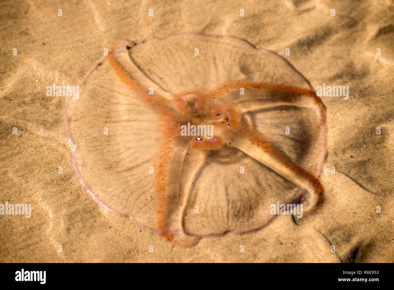Baltic sea jelly hi-res stock photography and images - Alamy
