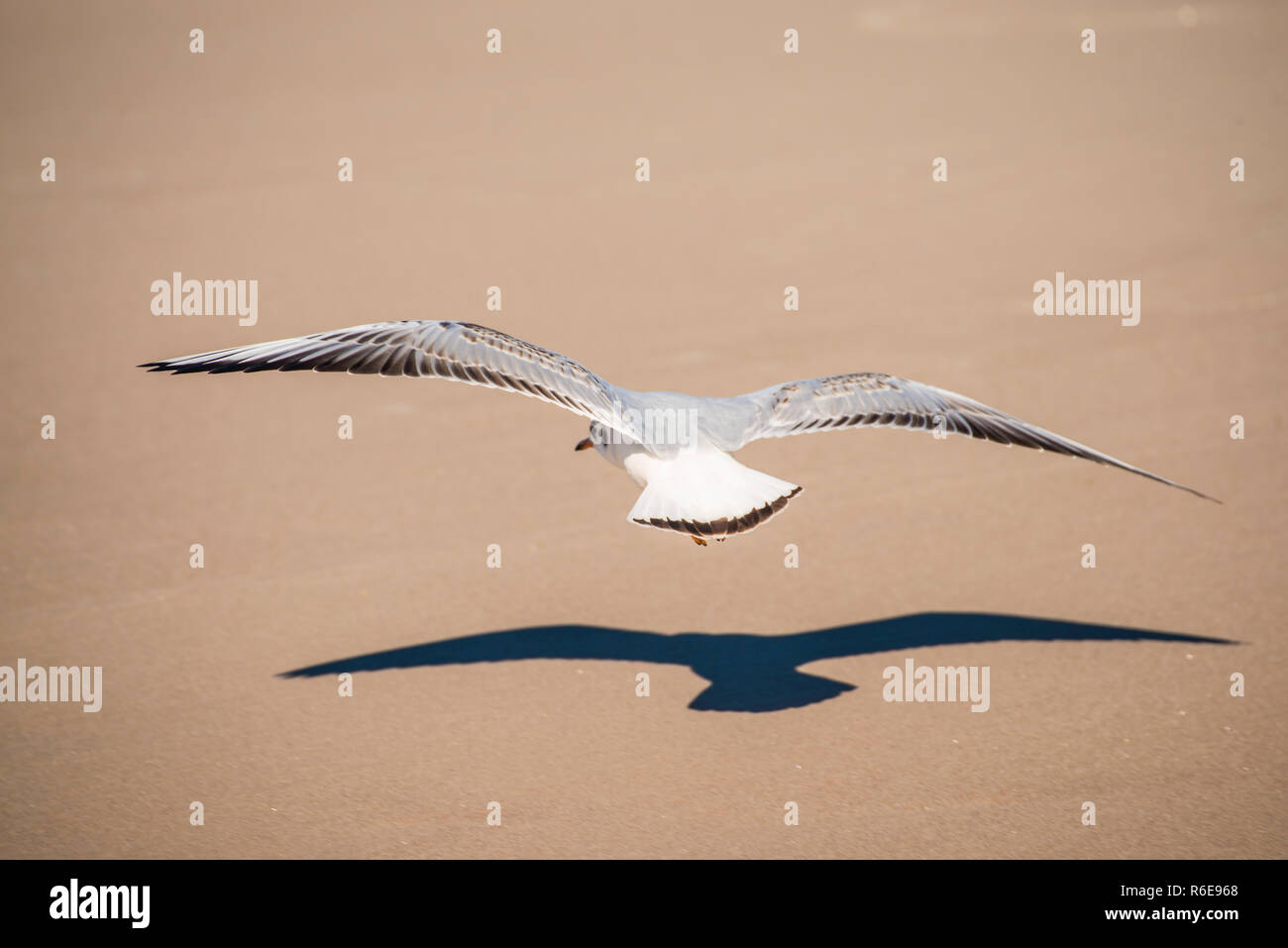 Flying deep hi-res stock photography and images - Alamy