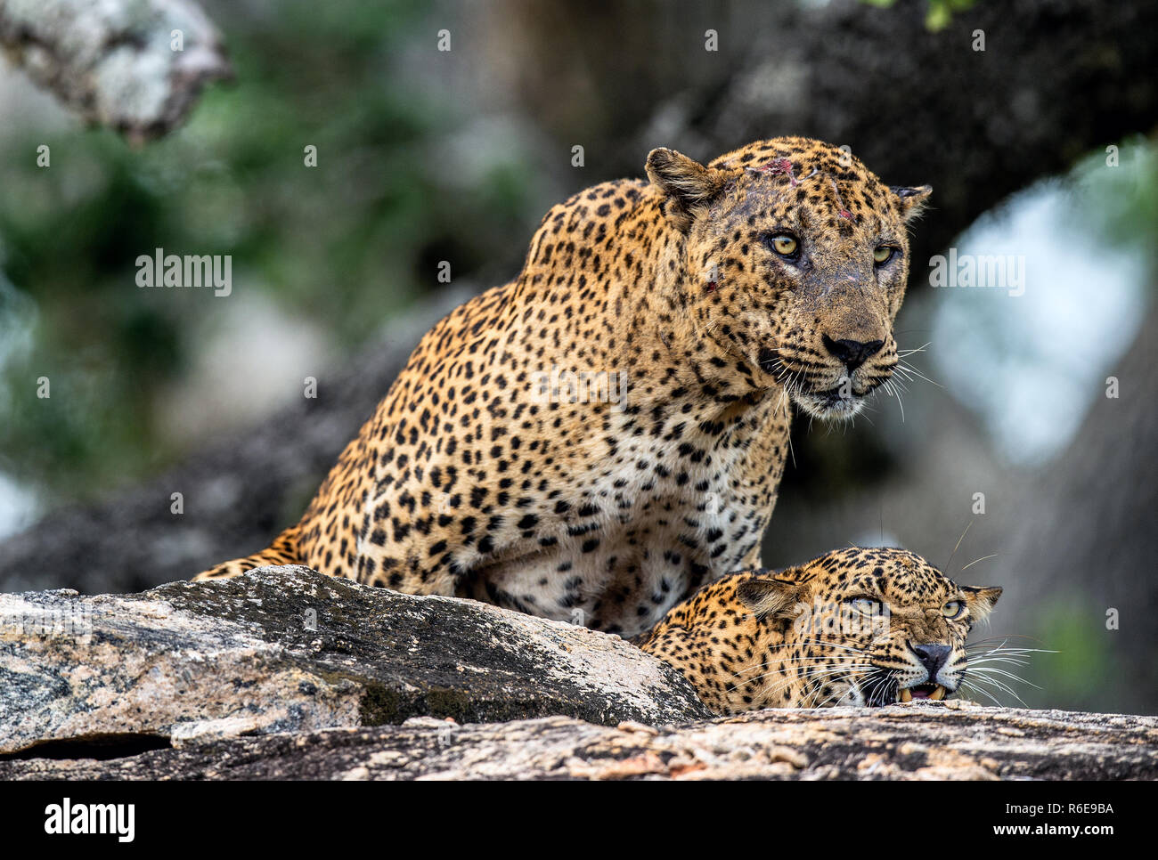 The body size and shape difference between male and female Leopards ...