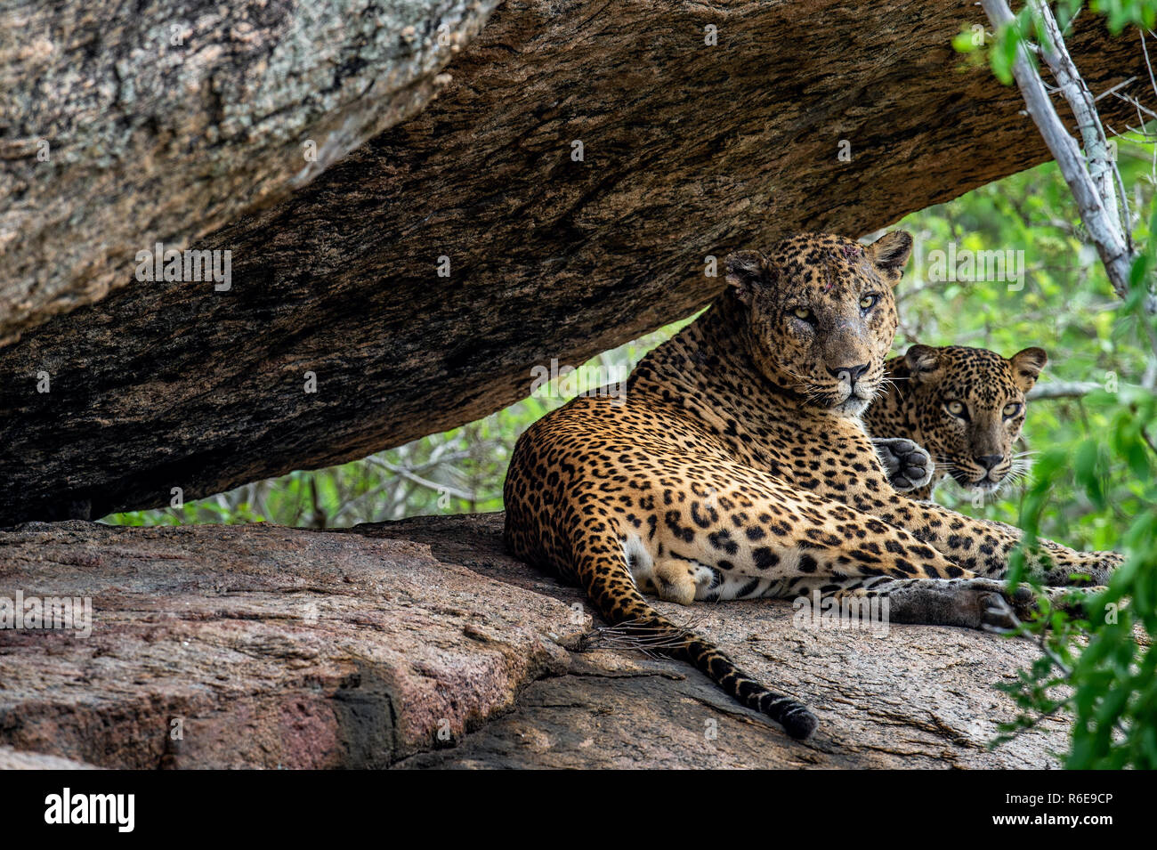 Leopards on a rock. The Female and male of Sri Lankan leopard (Panthera ...
