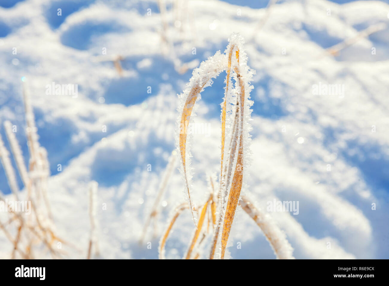 Frosty grass in snowy forest, cold weather in sunny morning. Tranquil ...
