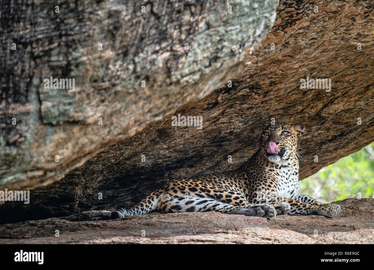 A portrait of a leopard lying in a rock, licking it's lips. The Female ...