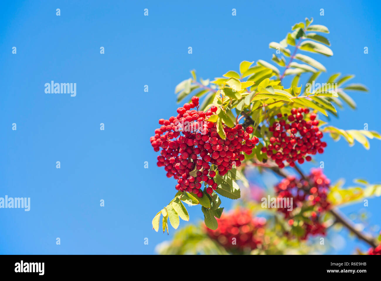 Rowan leafs hi-res stock photography and images - Alamy