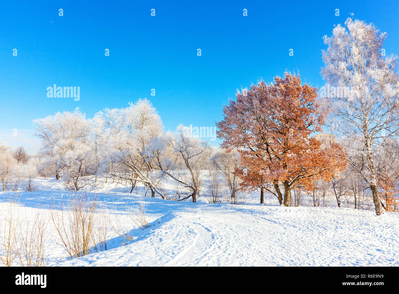 Frosty trees in snowy forest, cold weather in sunny morning. Tranquil ...