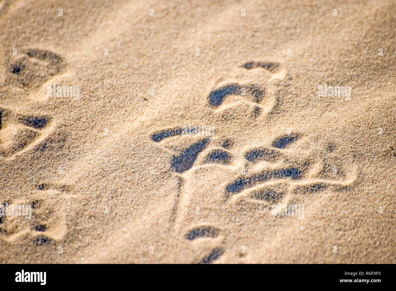 Gull Tracks In Sand Stock Photo - Alamy