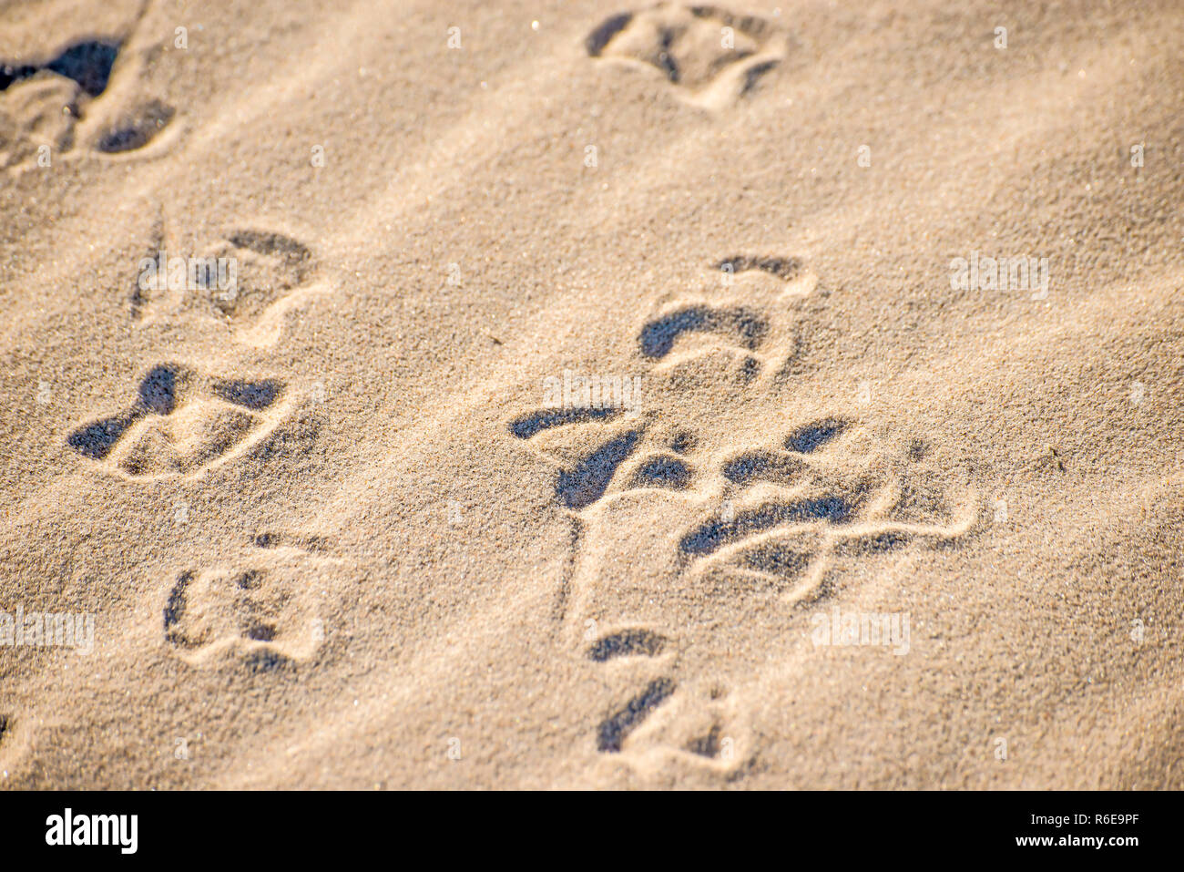 Gull Tracks In Sand Stock Photo - Alamy