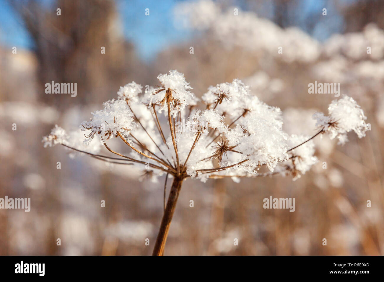Frosty grass in snowy forest, cold weather in sunny morning. Tranquil ...