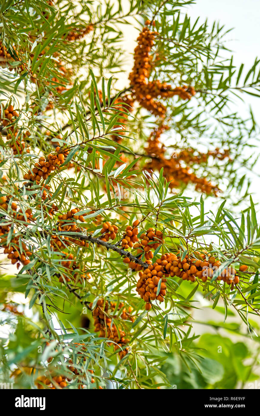 Common Sea-Buckthorn Fruits Stock Photo - Alamy