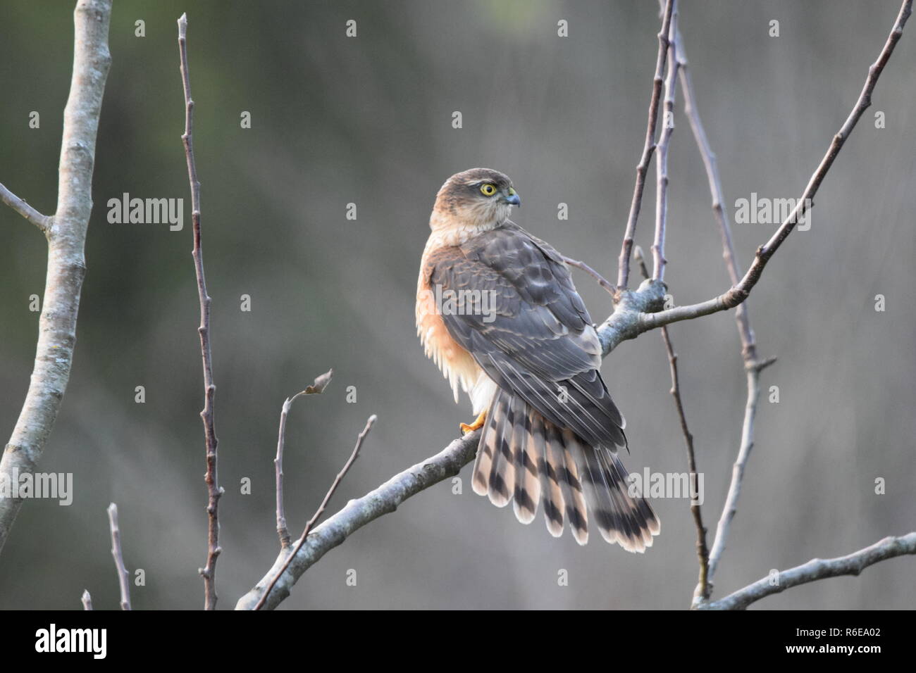Black sparrow hawk hi-res stock photography and images - Alamy