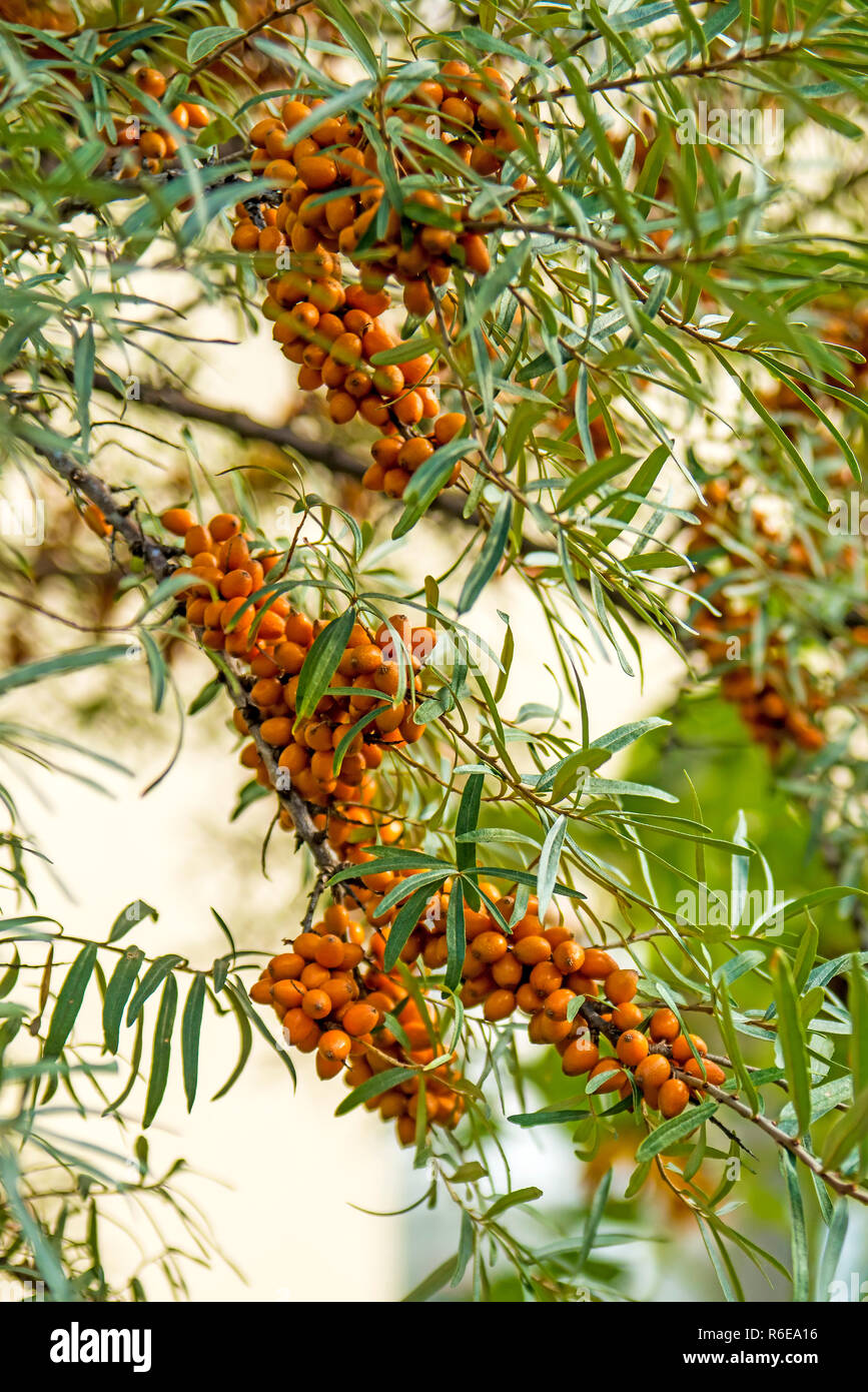Common Sea-Buckthorn Fruits Stock Photo - Alamy