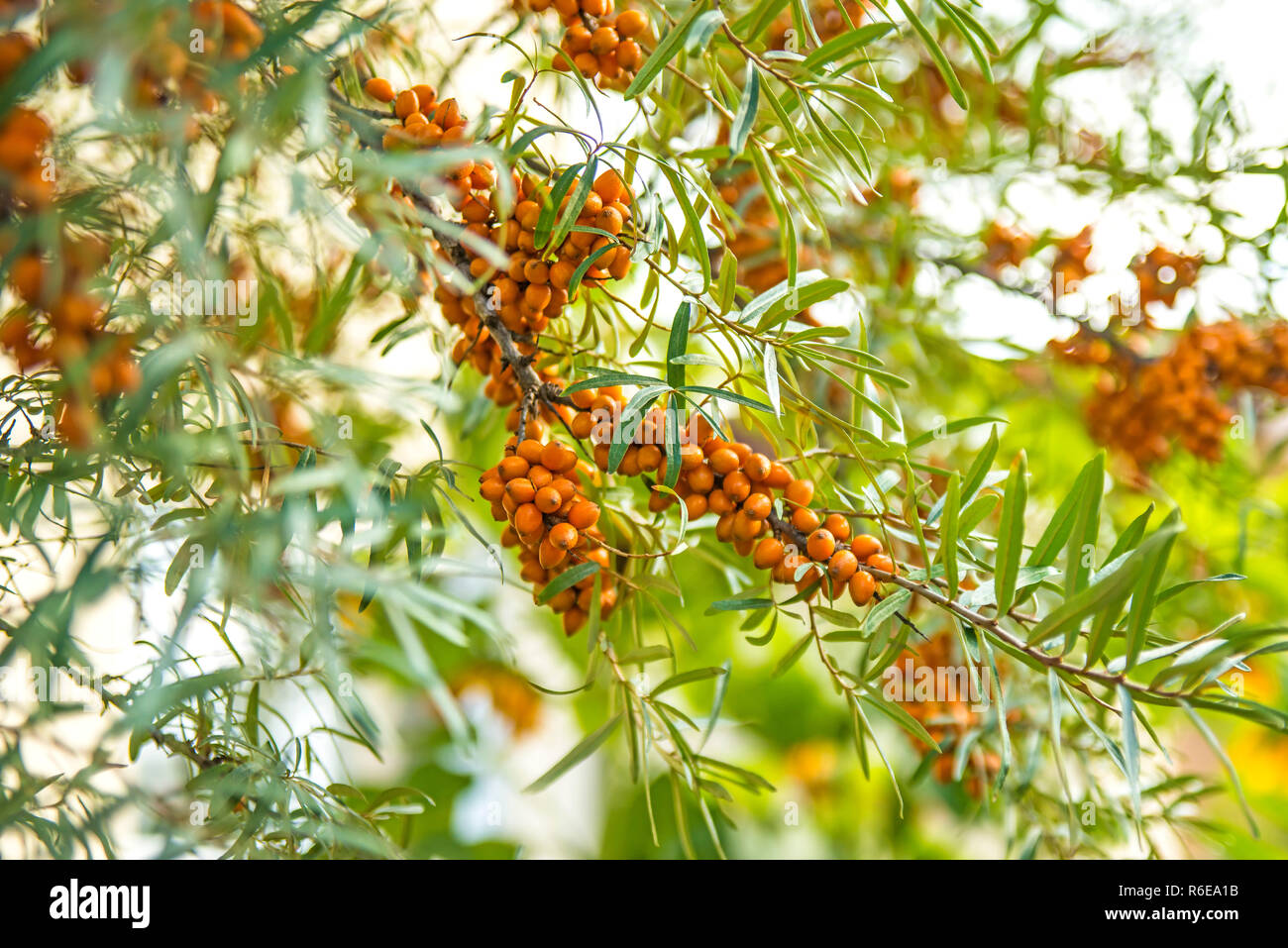 Common Sea-Buckthorn Fruits Stock Photo - Alamy