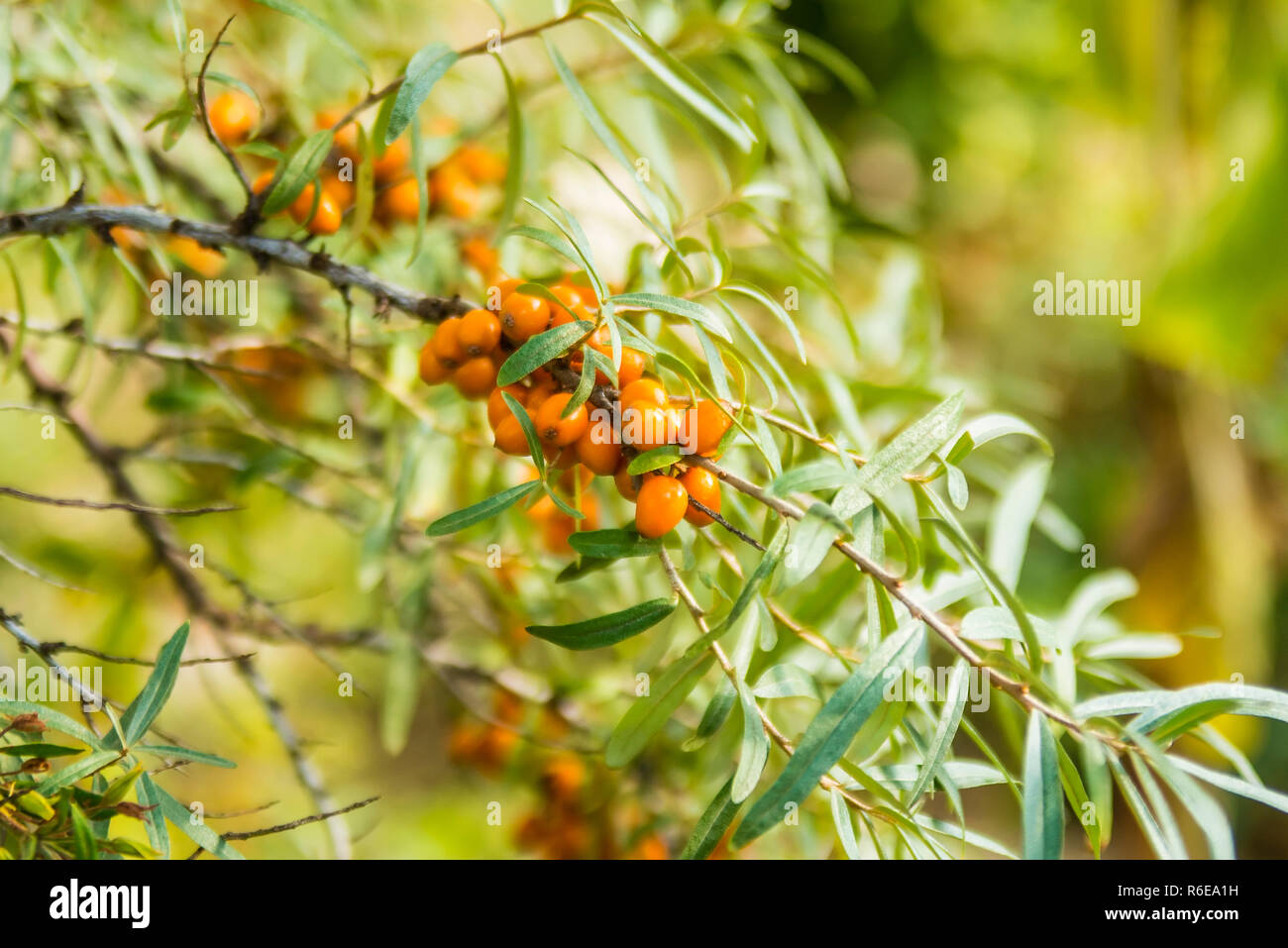 Common Sea-Buckthorn Fruits Stock Photo - Alamy