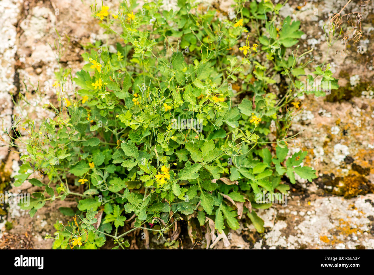 Wartwort chelidonium majus hi-res stock photography and images - Alamy